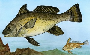 Corb : Les poissons de Méditerranée : Les dedans de la mer Méditerranée ...