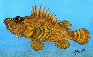 Rascasse rosée : Les poissons de Méditerranée : Les dedans de la mer ...