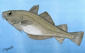 Capelan : Les poissons de Méditerranée : Les dedans de la mer ...