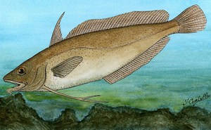 Mostelle commune : Les poissons de Méditerranée : Les dedans de la mer ...