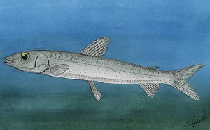 Poisson d'argent : Les poissons de Méditerranée : Les dedans de la mer ...