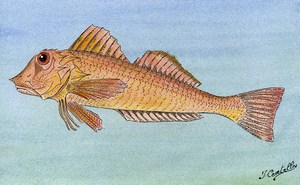 Trigle rude : Les poissons de Méditerranée : Les dedans de la mer ...