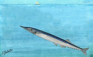 Balaou : Les poissons de Méditerranée : Les dedans de la mer ...