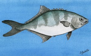 Liche - Poisson limon : Les poissons de Méditerranée : Les dedans de la ...