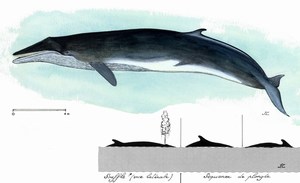 Rorqual commun : Les mammifères marins de Méditerranée : Les dedans de ...